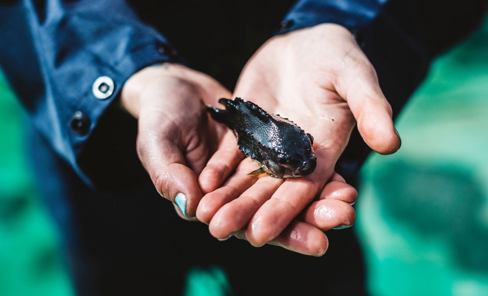 Safeguarding the sea bed with salmon farming | SSF