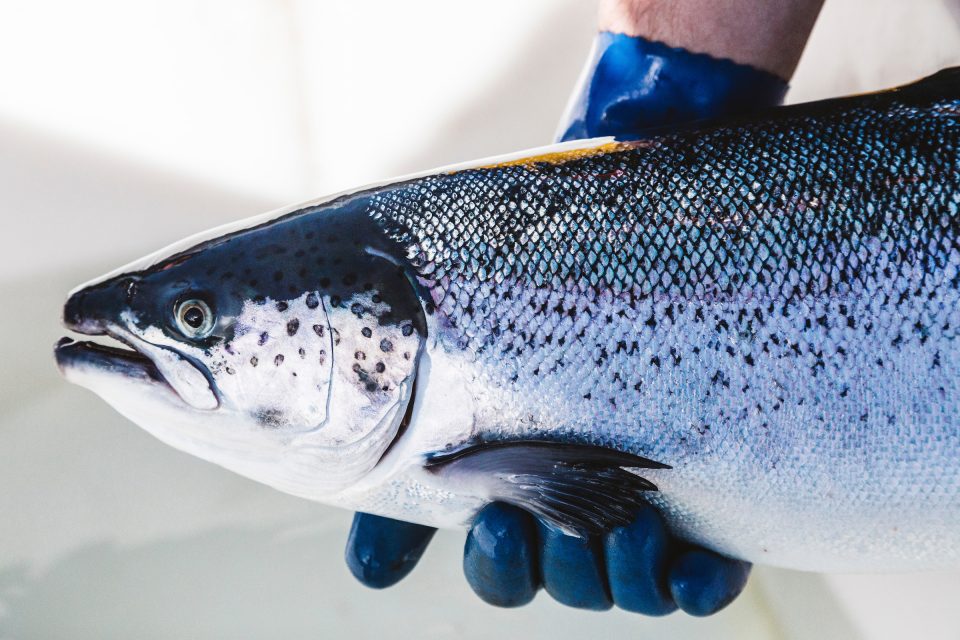 Food safety with Scottish salmon farming | Scottish Sea Farms