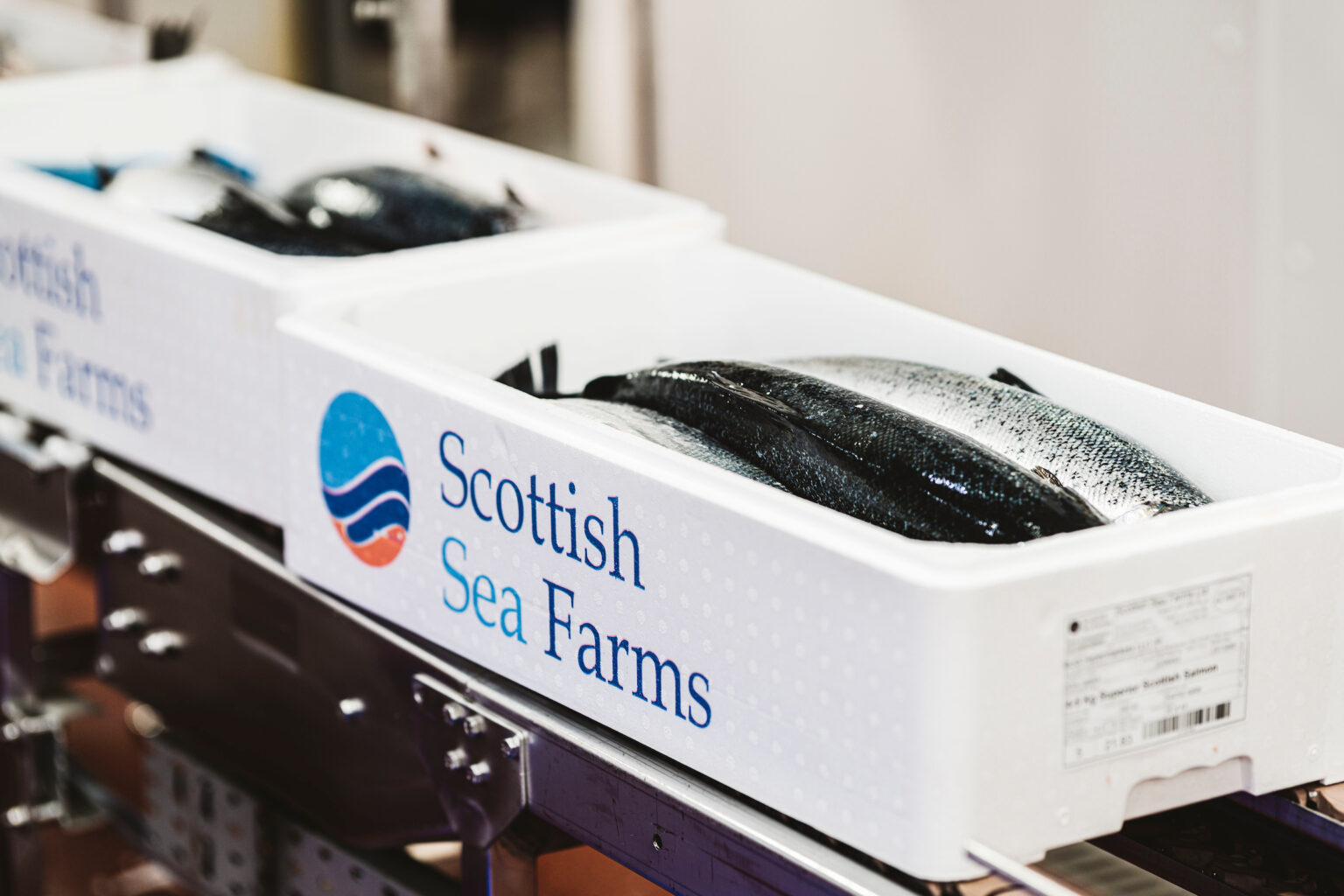 About Scottish Sea Farms | Salmon farming in Scotland