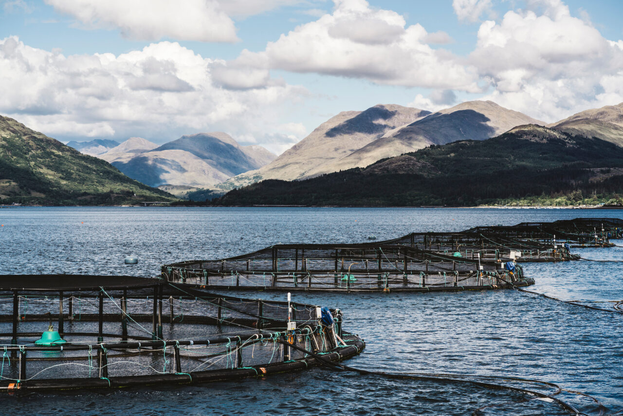 About Scottish Sea Farms | Salmon farming in Scotland