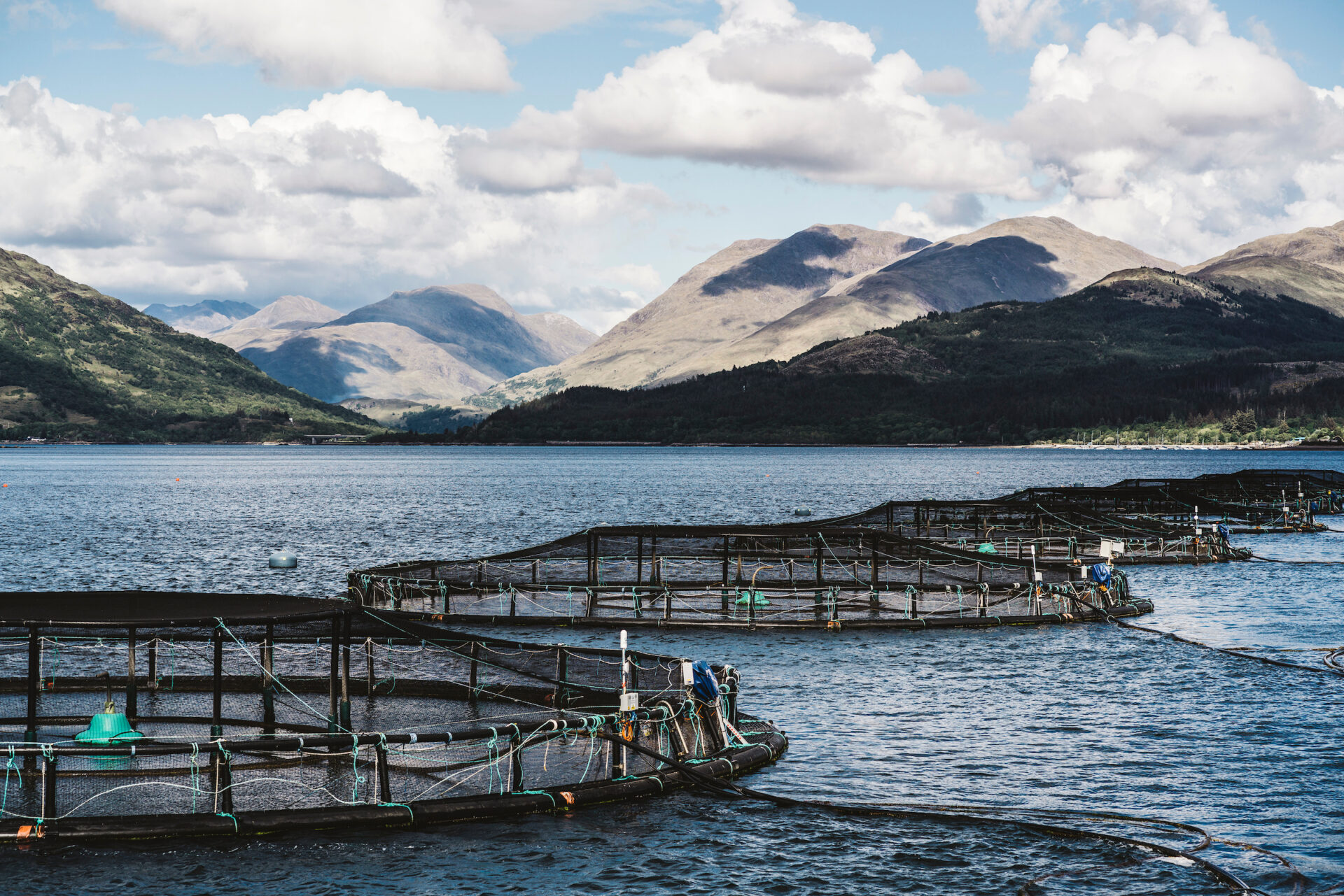 About Scottish Sea Farms | Salmon farming in Scotland