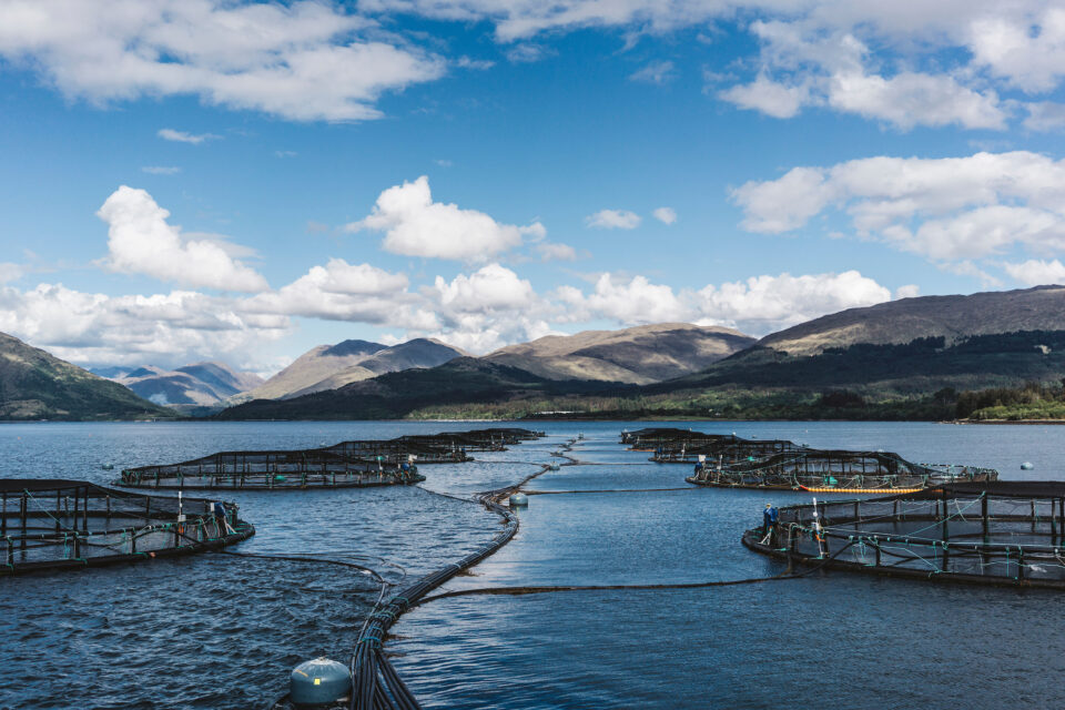 Salmon farm developments in Scotland | Scottish Sea Farms