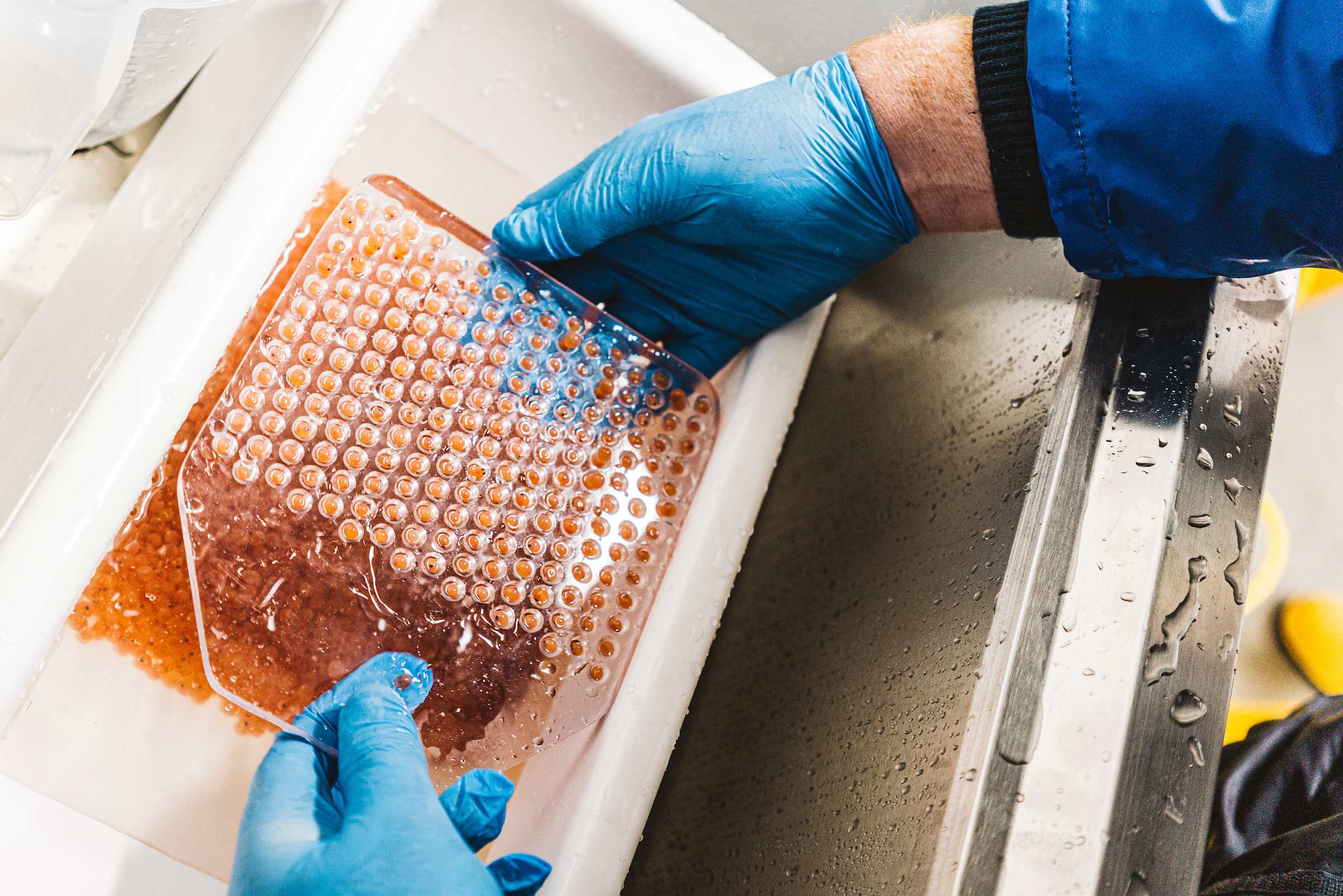 How we grow salmon | Scottish salmon farming | SSF
