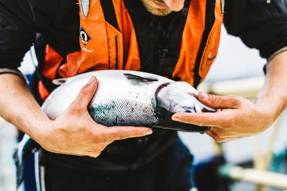 Fish welfare in Salmon farming | Scottish Sea Farms