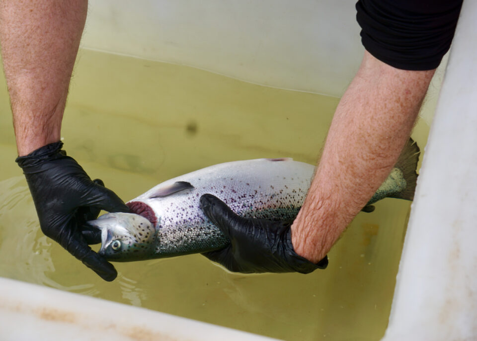 Reducing medicines in Salmon farming | Scottish Sea Farms