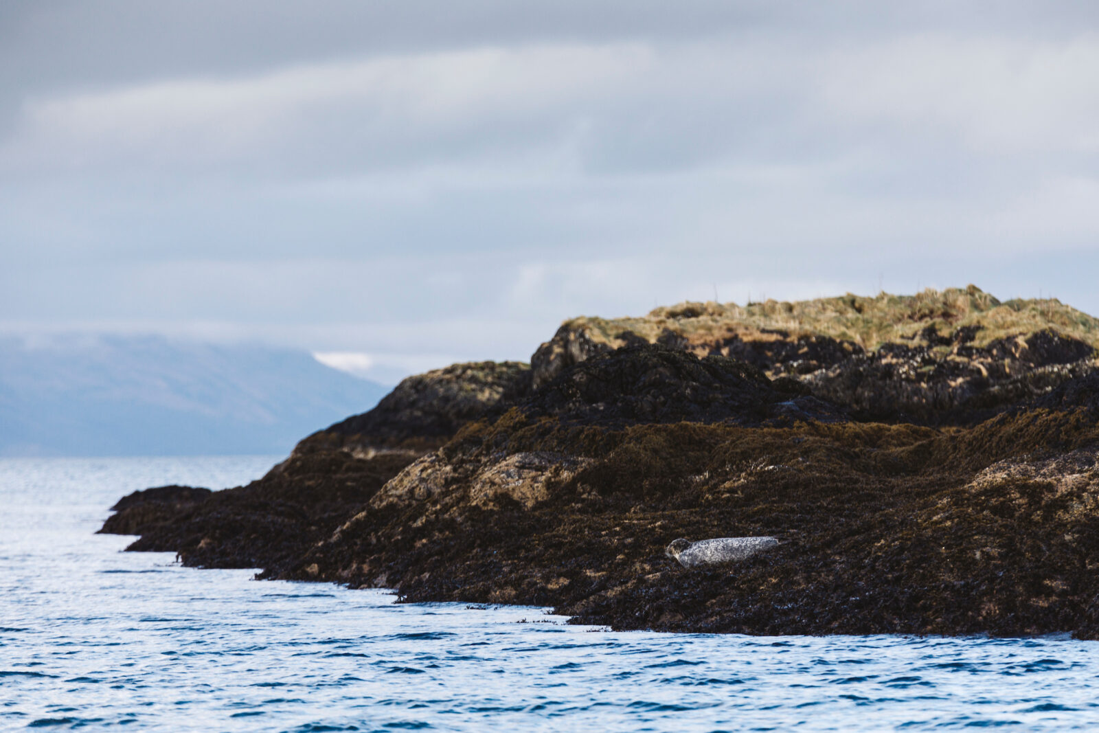 Protecting marine life in Scottish Salmon Farming