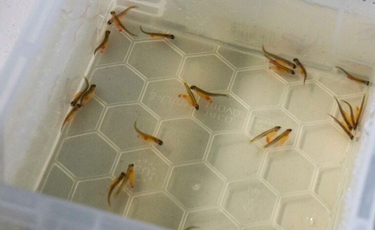 How we grow salmon | Scottish salmon farming | SSF