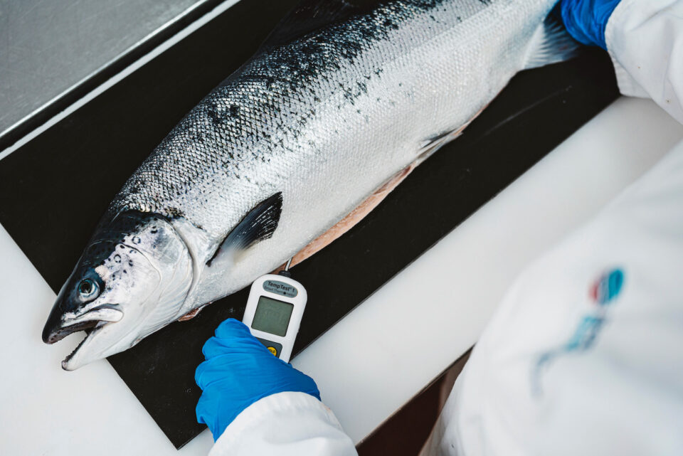 Safety & nutrition in Scottish Salmon farming | SSF
