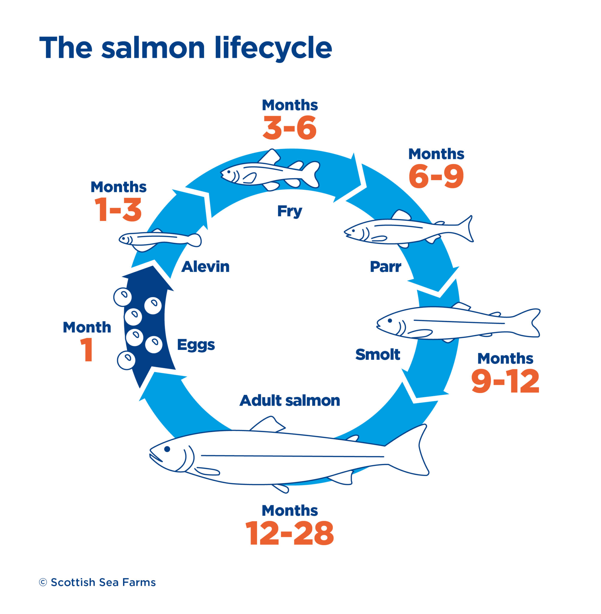 How we grow salmon | Scottish salmon farming | SSF