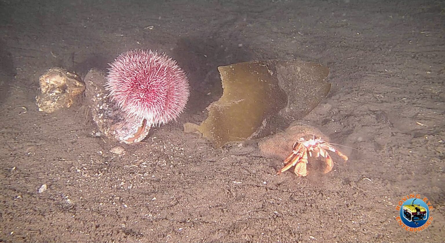 New research reaffirms ability of seabed to regenerate - Scottish Sea Farms