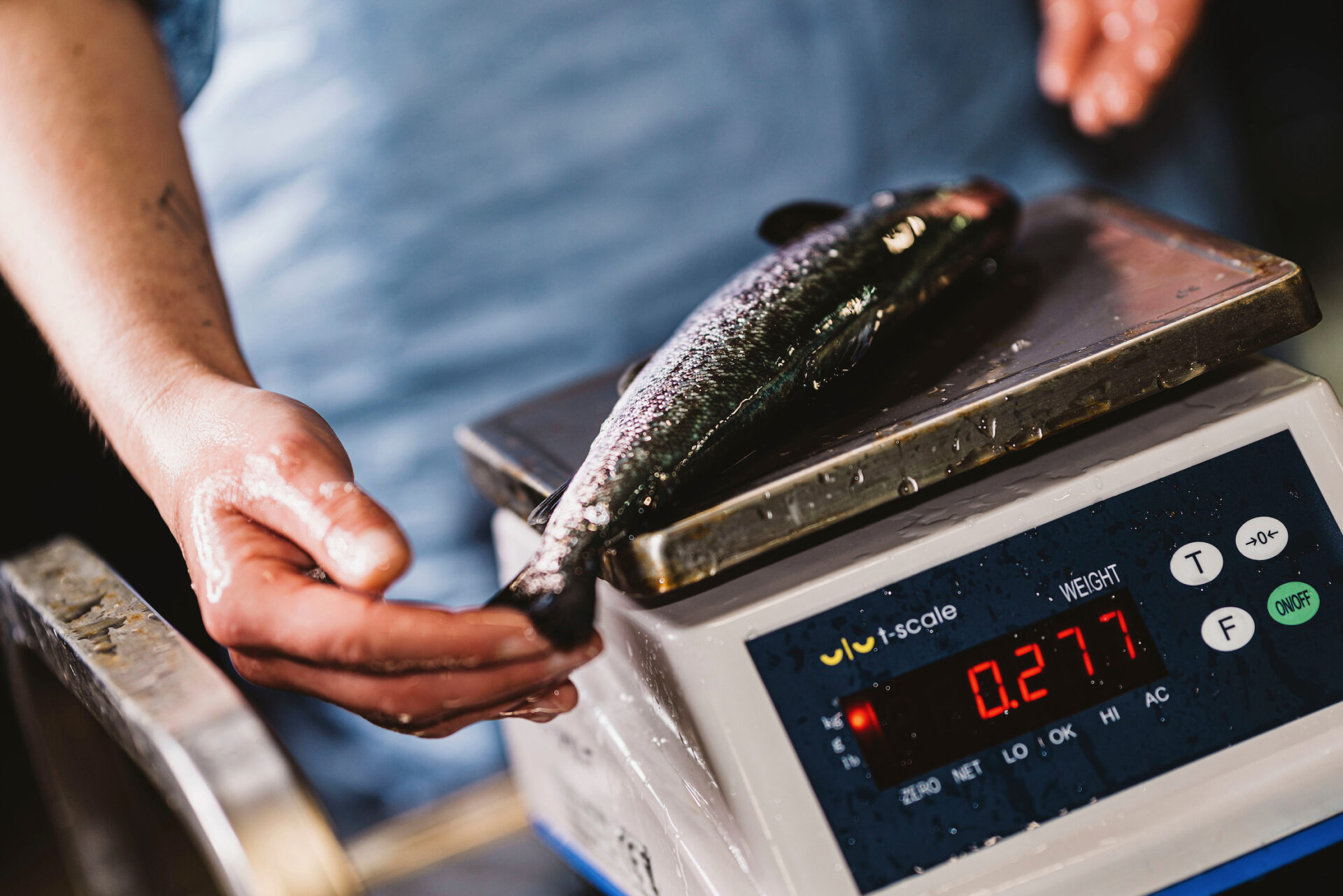 Adapting to a changing climate | Scottish Sea Farms