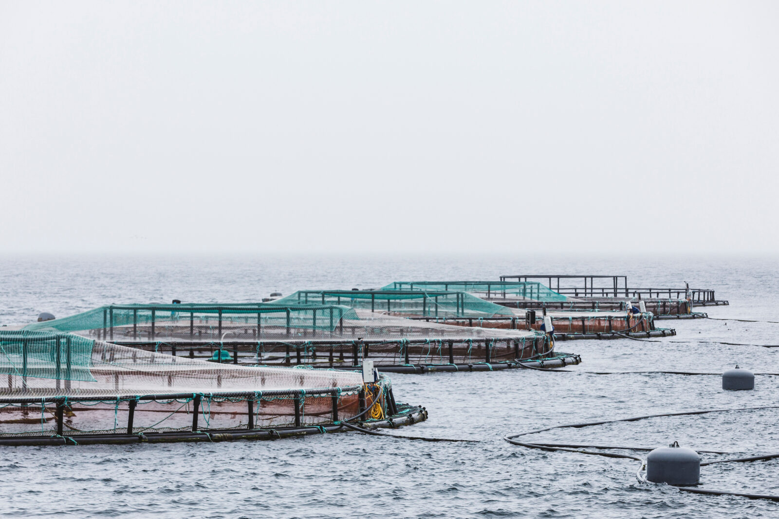 Shapinsay salmon farm expansion plans | Scottish Sea Farms