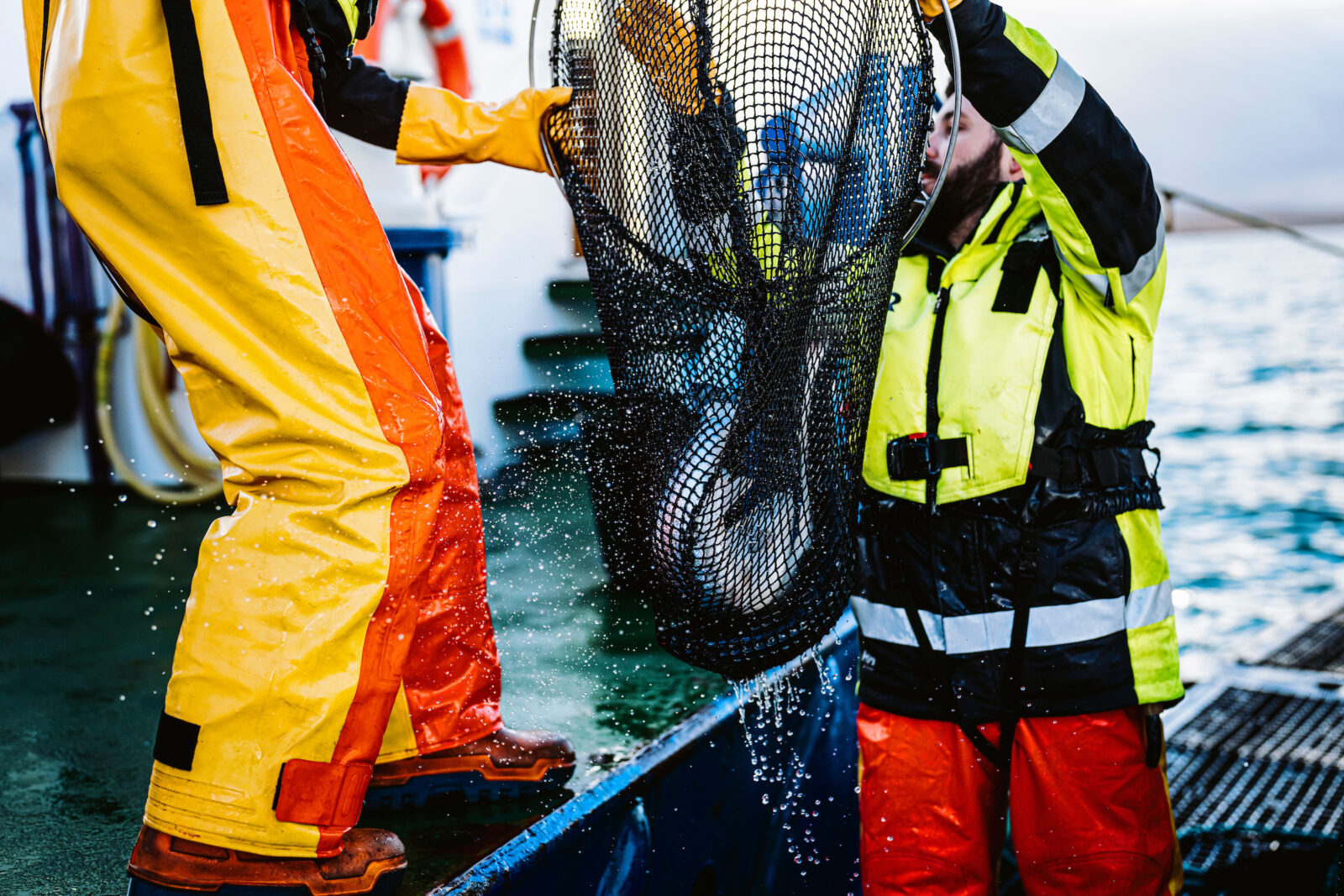 Shetland farm consolidation secures planning approval - Scottish Sea Farms