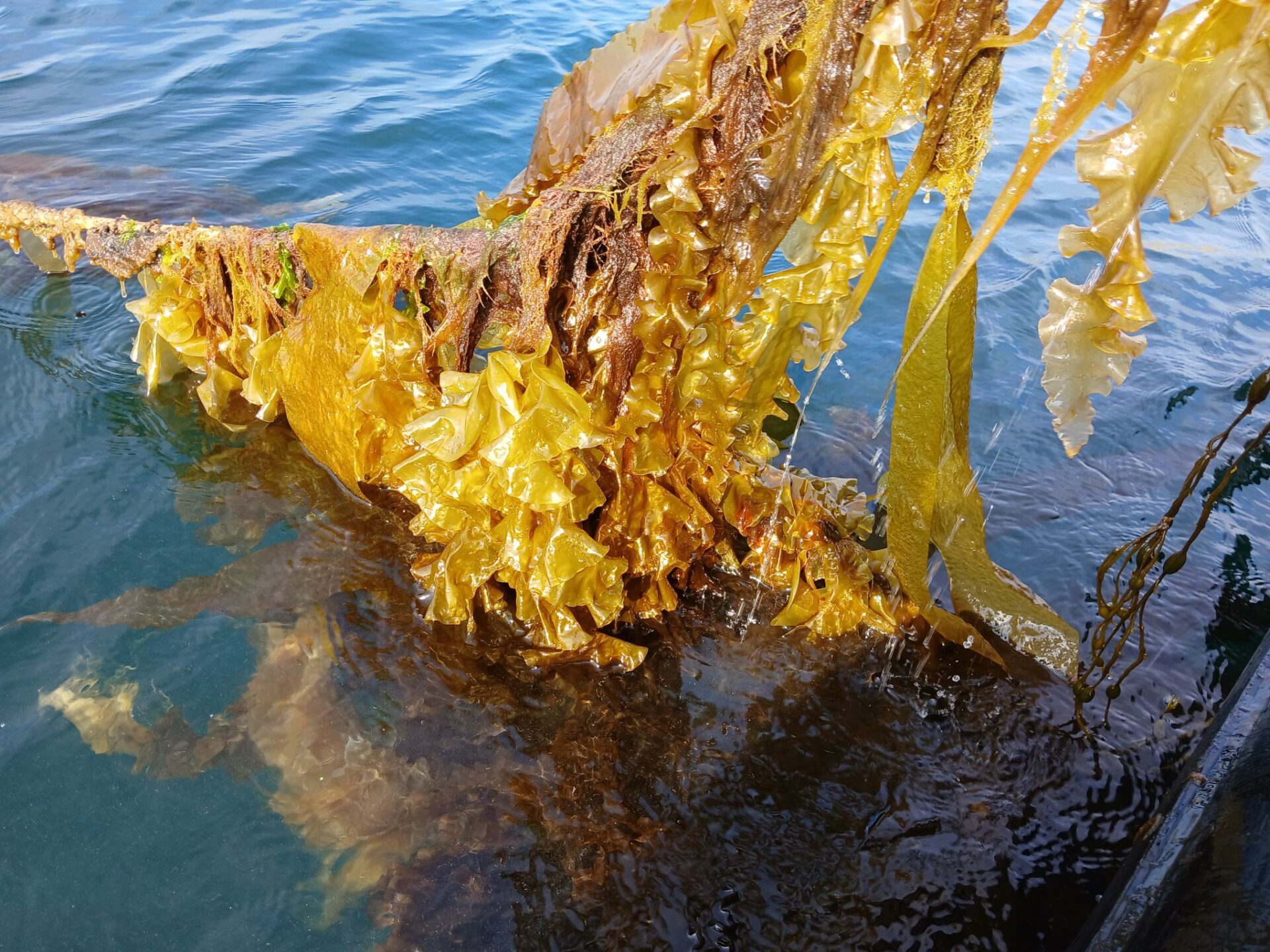 New seaweed collaboration a first for Scottish Sea Farms - Scottish Sea ...